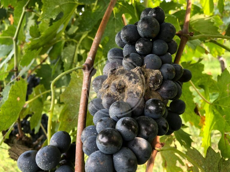 Botrytis cinerea: Un Parassita degli Acini d'uva e una Muffa Nobile nei ...