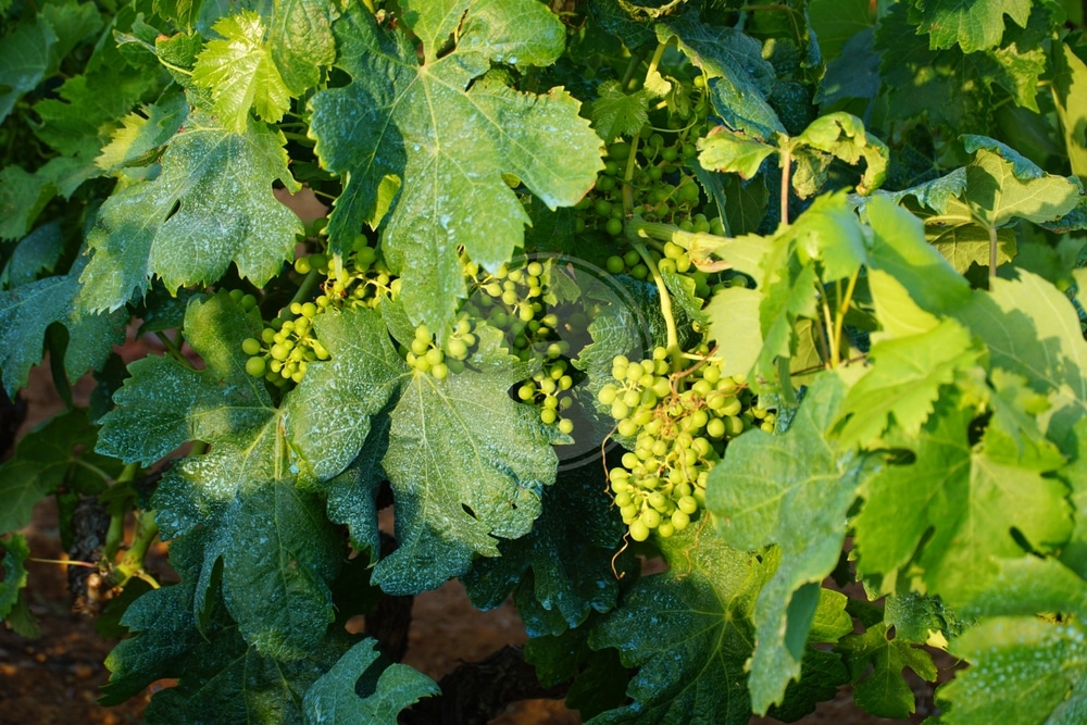 Verderame Antiparassitario: amico o nemico del vigneto? | Impeto diVino