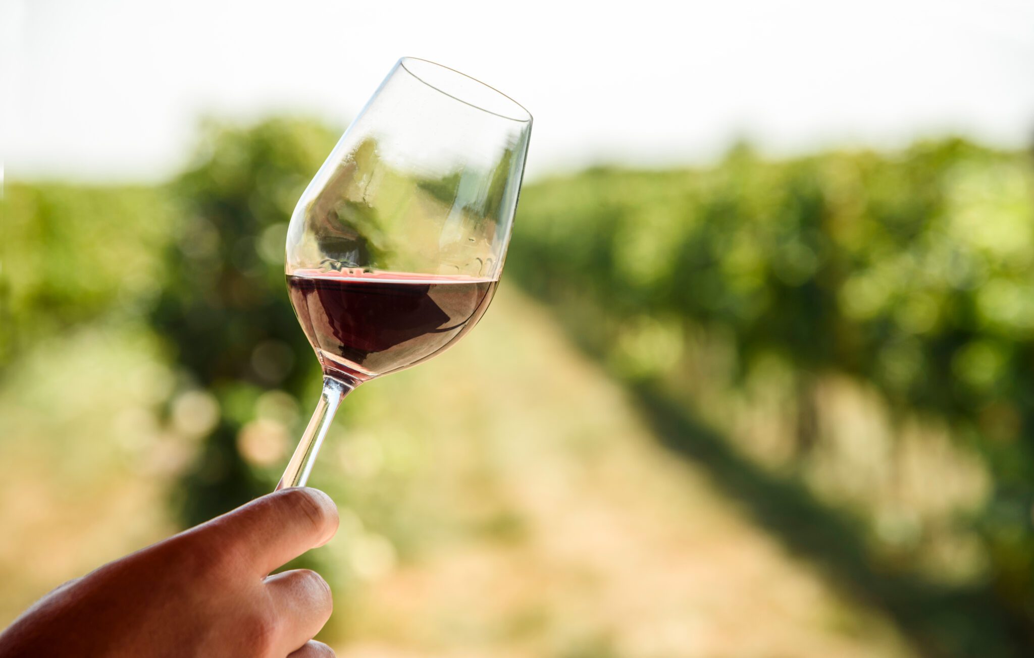 Guida al vino beverino: pronta beva non significa semplice ...