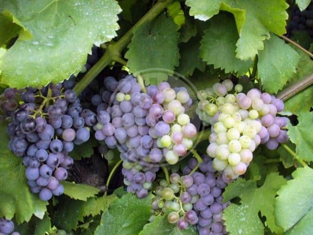 Alicante | Vitigni Italiani | Impeto diVino