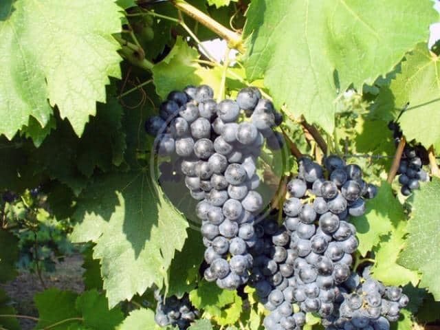 Casetta | Vitigni Italiani | Impeto diVino