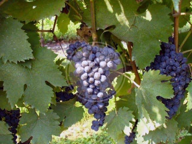 Colorino | Vitigni Italiani | Impeto diVino