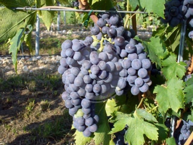 Corvinone | Vitigni Italiani | Impeto diVino