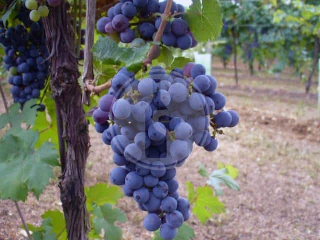 Gamba rossa | Vitigni Italiani | Impeto diVino