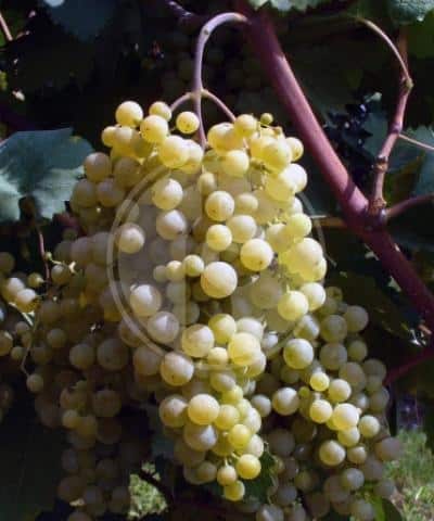 Glera | Vitigni Italiani | Impeto diVino