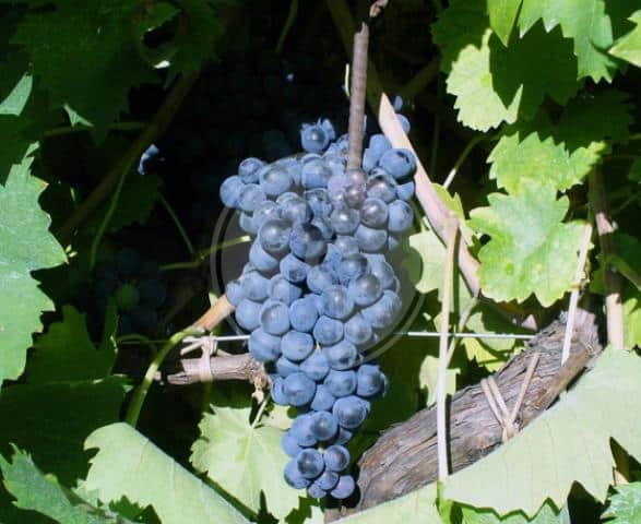 Nero buono | Vitigni Italiani | Impeto diVino