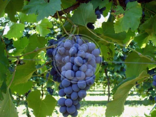 Nocera | Vitigni Italiani | Impeto diVino