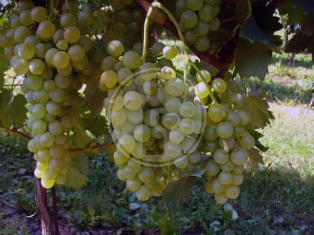 Pigato | Vitigni Italiani | Impeto diVino