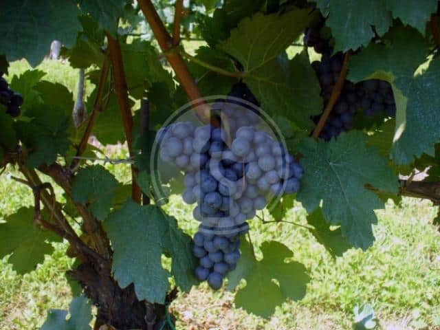 Pignolo | Vitigni Italiani | Impeto diVino